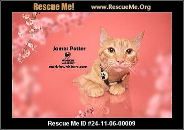 - California Cat Rescue - ADOPTIONS - Rescue Me!