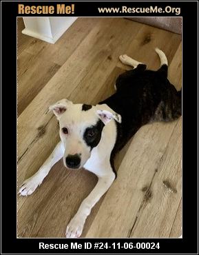 - Rhode Island Dog Rescue - ADOPTIONS - Rescue Me!