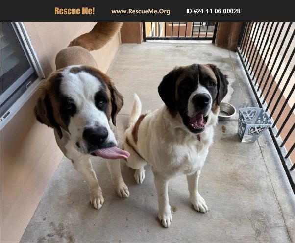 ADOPT 24110600028 ~ Saint Bernard Rescue ~ El Paso, TX