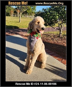 - Florida Poodle Rescue - ADOPTIONS - Rescue Me!