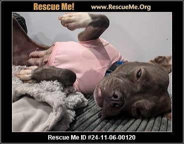 - Ohio Boston Terrier Rescue - ADOPTIONS - Rescue Me!