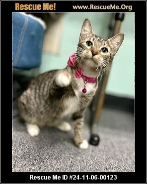 - Wisconsin Cat Rescue - ADOPTIONS - Rescue Me!
