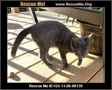 - Wisconsin Cat Rescue - ADOPTIONS - Rescue Me!