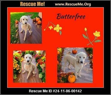 - Washington Poodle Rescue - ADOPTIONS - Rescue Me!