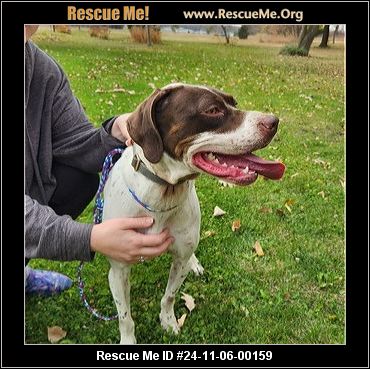 - Minnesota Dog Rescue - ADOPTIONS - Rescue Me!