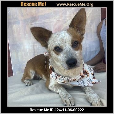 - New Jersey Corgi Rescue - ADOPTIONS - Rescue Me!
