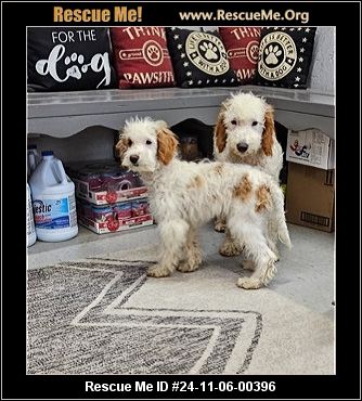 - Indiana Golden Retriever Rescue - ADOPTIONS - Rescue Me!