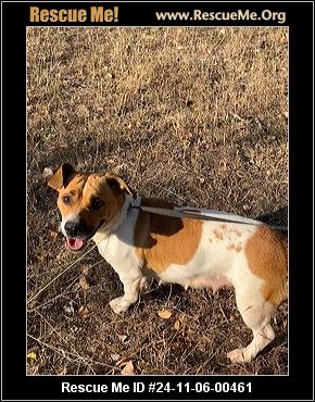 - Texas Corgi Rescue - ADOPTIONS - Rescue Me!