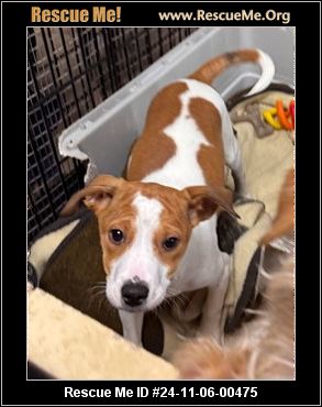 - Pennsylvania Beagle Rescue - ADOPTIONS - Rescue Me!