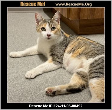 - Arizona Cat Rescue - ADOPTIONS - Rescue Me!
