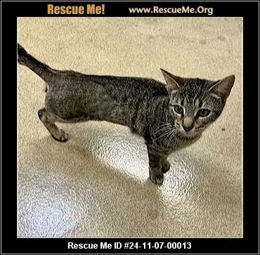 - New Jersey Cat Rescue - ADOPTIONS - Rescue Me!