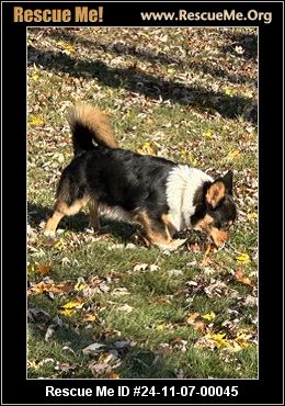 - Wisconsin Corgi Rescue - ADOPTIONS - Rescue Me!