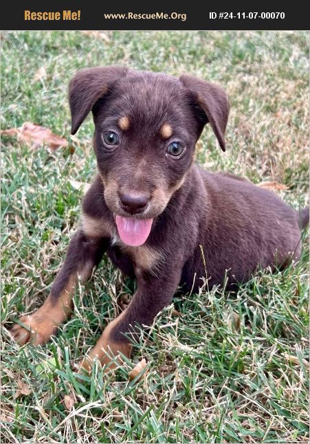 ADOPT 24110700070 ~ German Pinscher Rescue ~ Bergen County, NJ