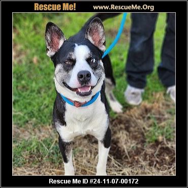 - Oregon Dog Rescue - ADOPTIONS - Rescue Me!