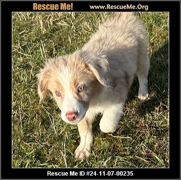 - Washington Australian Shepherd Rescue - ADOPTIONS - Rescue Me!