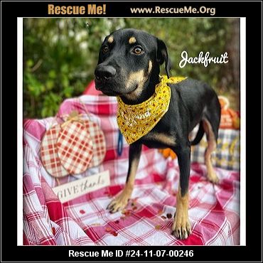 - Florida Black and Tan Coonhound Rescue - ADOPTIONS - Rescue Me!