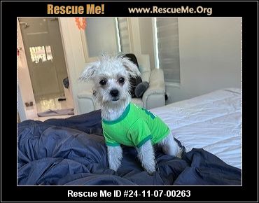 - Florida Maltese Rescue - ADOPTIONS - Rescue Me!