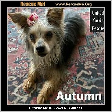 - Texas Yorkie Rescue - ADOPTIONS - Rescue Me!