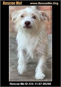 - Texas Maltese Rescue - ADOPTIONS - Rescue Me!