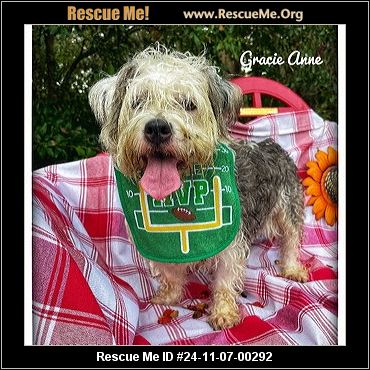 - Florida Schnauzer Rescue - ADOPTIONS - Rescue Me!