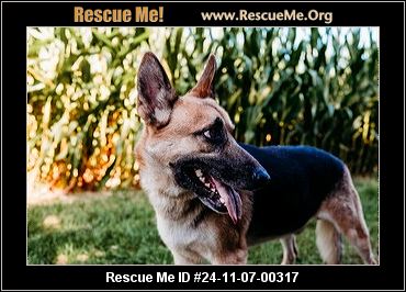 - Indiana German Shepherd Rescue - ADOPTIONS - Rescue Me!