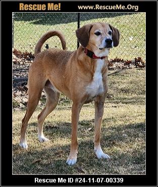 - Iowa Dog Rescue - ADOPTIONS - Rescue Me!