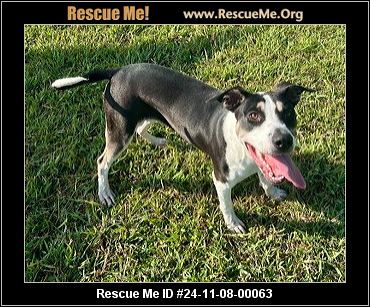 - Texas Pit Bull Rescue - ADOPTIONS - Rescue Me!