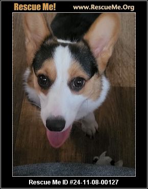 - Texas Corgi Rescue - ADOPTIONS - Rescue Me!