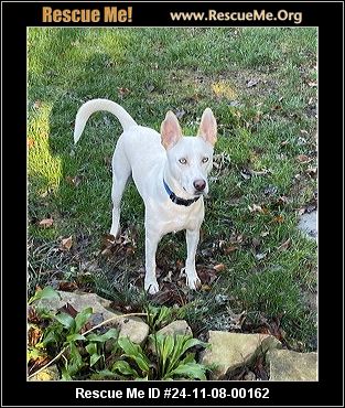 - Kentucky Dog Rescue - ADOPTIONS - Rescue Me!