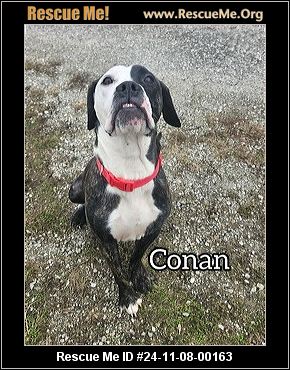 - Missouri Boxer Rescue - ADOPTIONS - Rescue Me!