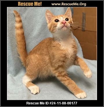 - South Carolina Cat Rescue - ADOPTIONS - Rescue Me!