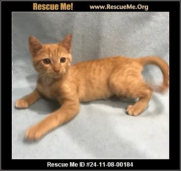- South Carolina Cat Rescue - ADOPTIONS - Rescue Me!