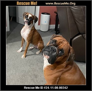 - Missouri Boxer Rescue - ADOPTIONS - Rescue Me!