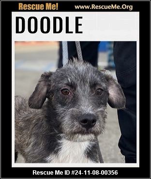 - California Border Terrier Rescue - ADOPTIONS - Rescue Me!