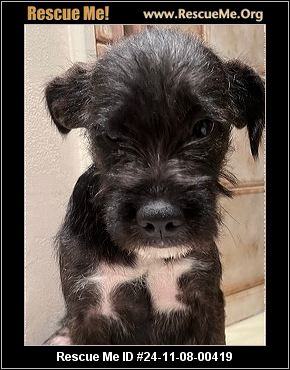- California Border Terrier Rescue - ADOPTIONS - Rescue Me!