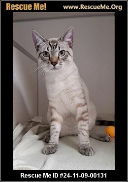 - South Carolina Cat Rescue - ADOPTIONS - Rescue Me!