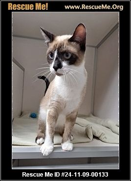 - South Carolina Cat Rescue - ADOPTIONS - Rescue Me!