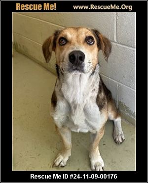 - Virginia Dog Rescue - ADOPTIONS - Rescue Me!