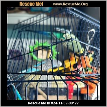 - Pennsylvania Pet Bird Rescue - ADOPTIONS - Rescue Me!