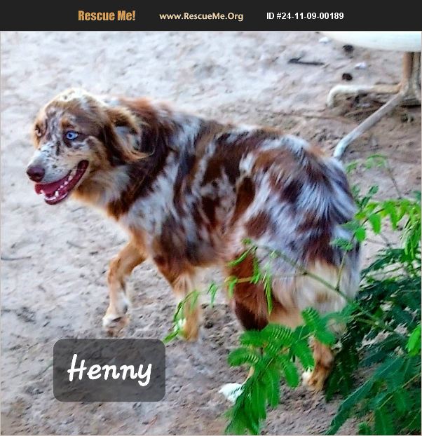 ADOPT 24110900189 ~ Australian Shepherd Rescue ~ Mineola, TX