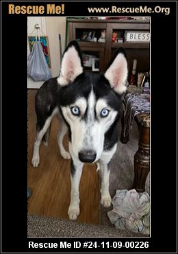 - Michigan Siberian Husky Rescue - ADOPTIONS - Rescue Me!