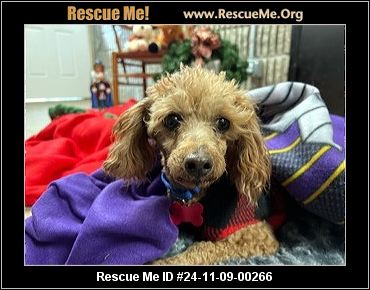 - New York Poodle Rescue - ADOPTIONS - Rescue Me!