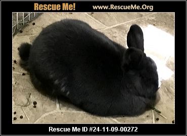 - Illinois Rabbit Rescue - ADOPTIONS - Rescue Me!