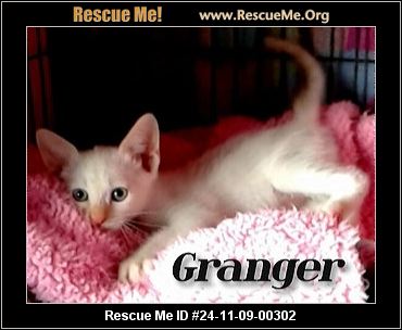 - Massachusetts Cat Rescue - ADOPTIONS - Rescue Me!