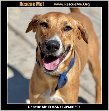 - Colorado Lab Rescue - ADOPTIONS - Rescue Me!