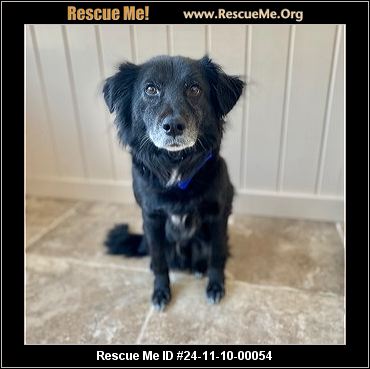 - New York Dog Rescue - ADOPTIONS - Rescue Me!