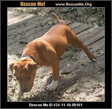 - Florida Pit Bull Rescue - ADOPTIONS - Rescue Me!