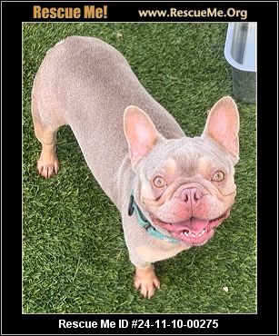 - Florida French Bulldog Rescue - ADOPTIONS - Rescue Me!