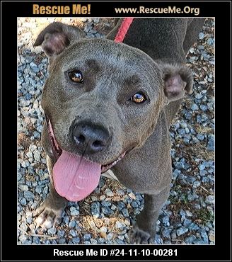 - Virginia Dog Rescue - ADOPTIONS - Rescue Me!
