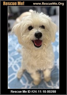 - California Maltese Rescue - ADOPTIONS - Rescue Me!